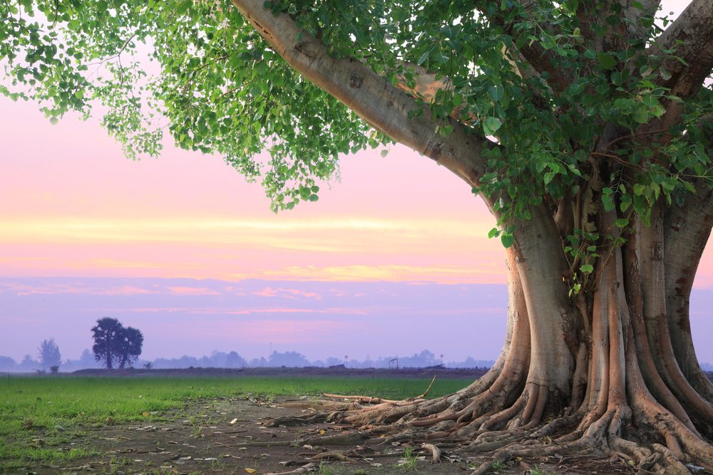 Drug Rehab in Owensboro, KY | Rooted Recovery